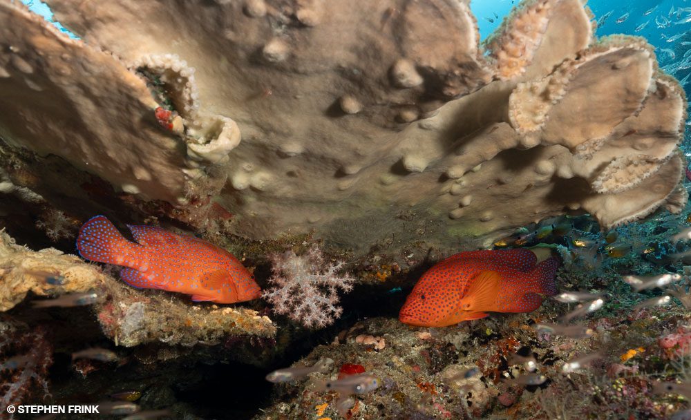 Misool Foundation - Divers Alert Network