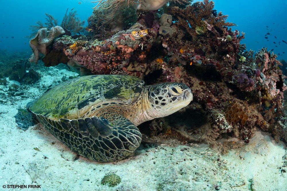 Misool Foundation - Divers Alert Network