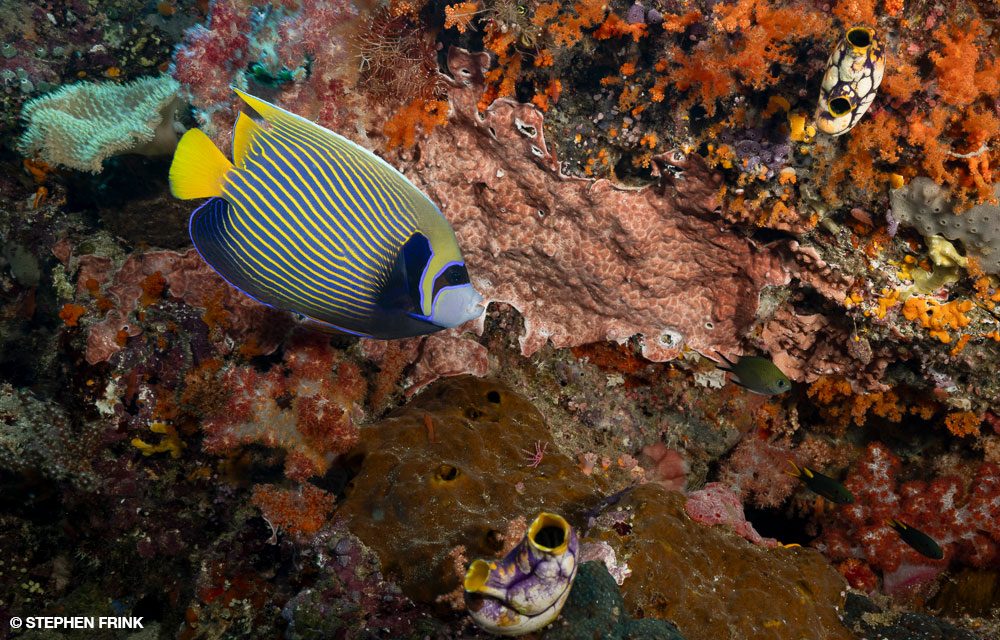 Misool Foundation - Divers Alert Network