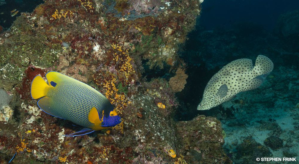 Misool Foundation - Divers Alert Network