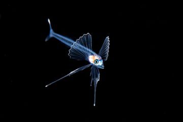 YAP - Divers Alert Network