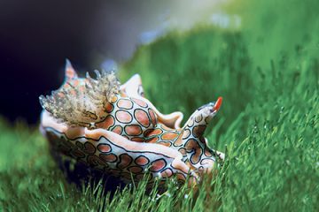 YAP - Divers Alert Network